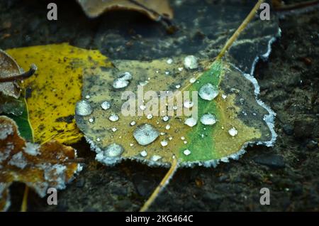 an autumn leaf with big, frozen raindrops upon it Stock Photo - Alamy