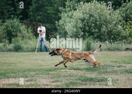 Working malinois dog. Belgian shepherd dog. Police, guard dog Stock ...