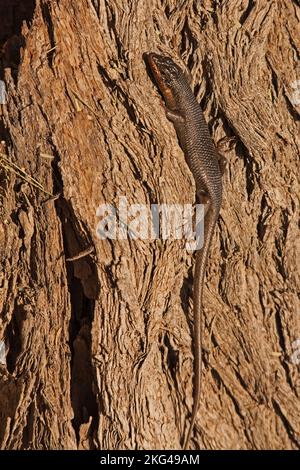 Western rock skink (Trachylepis sulcata) male on rock, Namibia Stock ...