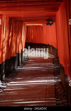 Way of Thousands of Torii Gates in Fushimi Inari Shrine Temple Stock ...