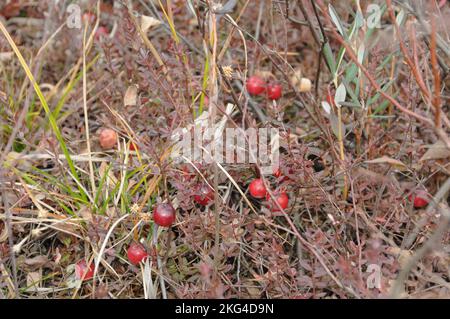 Wild Cranberries fruit ripening in marsh field in the environment of ...