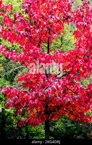 Autumn foliage of Liquidambar styraciflua / sweet gum in UK garden ...