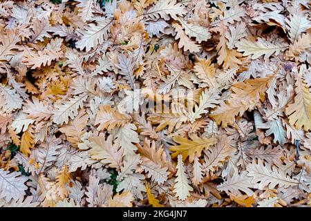 A scenic view of dried leaves fallen on the ground in a green forest ...