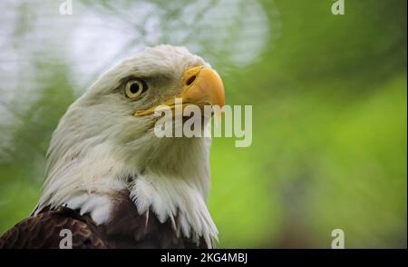 Bald eagle portrait - West Virginia Stock Photo - Alamy