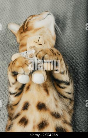 Bengal cat and soft toy sleep together. Pets. Animal care. Love and ...
