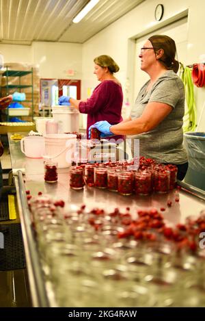 Female workers in cherry processing plant, filling glass jars with ...