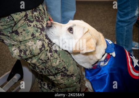 The WRNMMC Facility Dogs celebrated Halloween on 31 October 2022 at ...