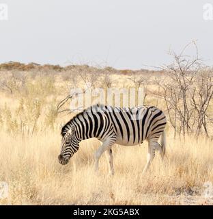 A picture of a zebra in Namibia park Stock Photo - Alamy