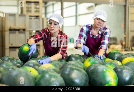 Female workers of vegetable sorting factory checking and peeling ...