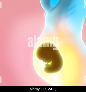 Growth of the fetus, umbilical cord, nourishment and energy for the ...