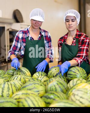 Female workers sorting watermelons on industrial line in fruit ...