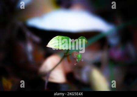 A closeup shot of the red small leaf on the wet asphalt Stock Photo - Alamy