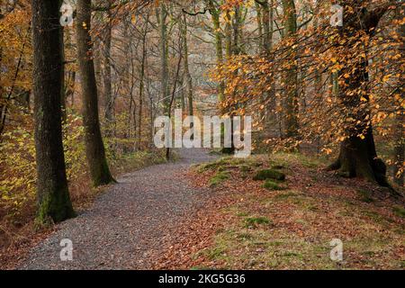 Autumn woodland at Penny Rock Wood, Grasmere, with a tree-lined path ...
