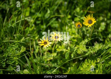 green pasture and capeweed grasses on a regnerative organic farm in ...