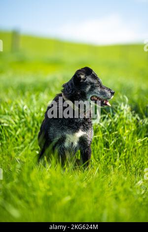 kelpie on a farm in outback australia. Working cattle dog in a field in ...