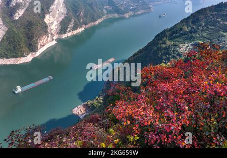 YICHANG, CHINA - NOVEMBER 20, 2022 - Cargo ships sail along the Xiling ...