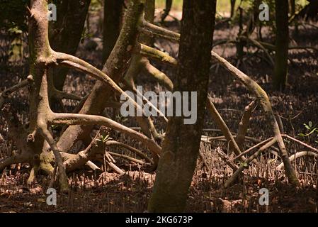 restinga and mangrove vegetation Stock Photo - Alamy