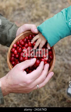 Top view of childs hand holding an orange cup full of wild strawberries ...