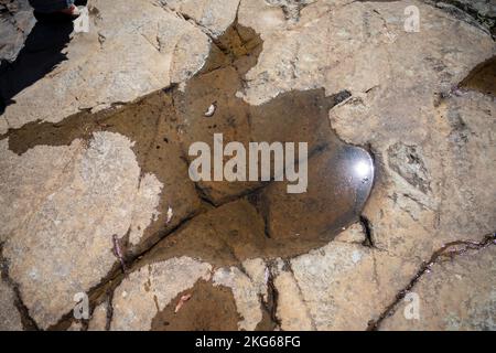 red rocks in a stream iof tannin water in australia Stock Photo - Alamy