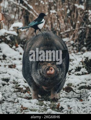 magpie standing on a huge black pigin a snowy soil Stock Photo - Alamy
