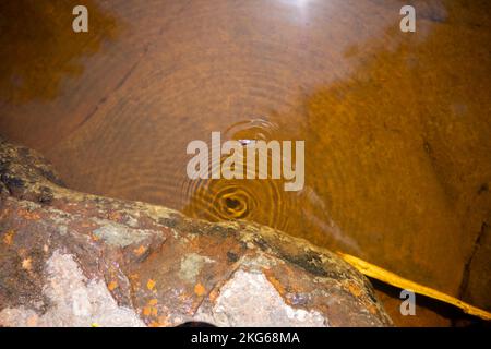 red rocks in a stream iof tannin water in australia Stock Photo - Alamy