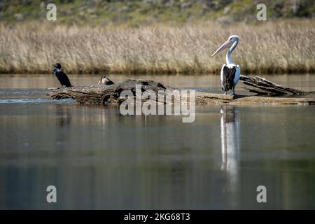 pelican pn a log on a lake in outback australia in spring Stock Photo ...