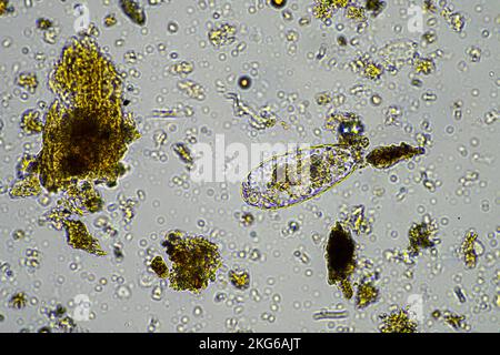 human parasites in the human gut health Stock Photo - Alamy