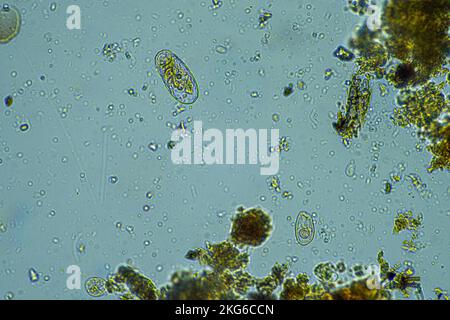 human parasites in the human gut health Stock Photo - Alamy