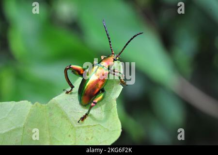Frog beetle or Sagra buquet is a species of beetle belonging to the ...