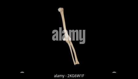 Posterior view of Right Forearm Bones Stock Photo - Alamy