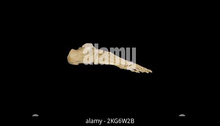 Bones of Right Lower Limb - Lateral View Stock Photo - Alamy