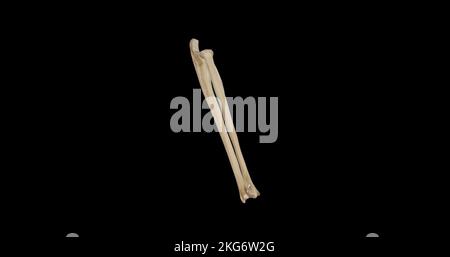 The bones of the forearm Stock Photo - Alamy