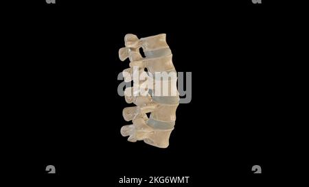 Axial Skeleton Anatomy - Lateral View Stock Photo - Alamy