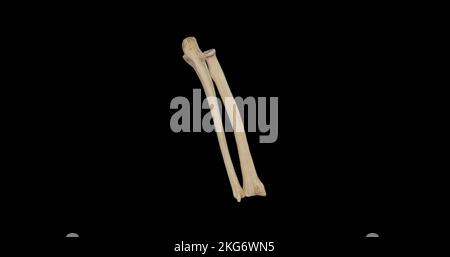 Posterior view of Right Radius Stock Photo - Alamy