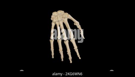 Bones of the Hand, Palmar View Stock Photo - Alamy
