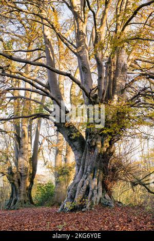 Fagus sylvatica. Ancient Beech trees with autumn foliage in the ...