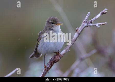 Fitis, Fitis-Laubsänger, Fitislaubsänger, Phylloscopus trochilus ...