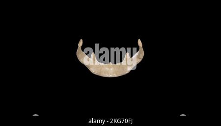 Anatomy of human hyoid bone and muscles, anterior view Stock Photo - Alamy