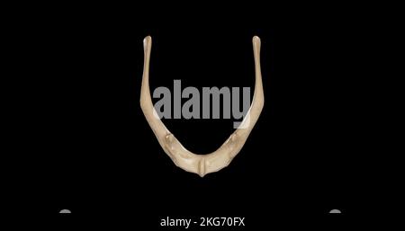 Anatomy of human hyoid bone and muscles, anterior view Stock Photo - Alamy