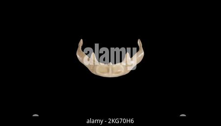 Anatomy of human hyoid bone and muscles, anterior view Stock Photo - Alamy