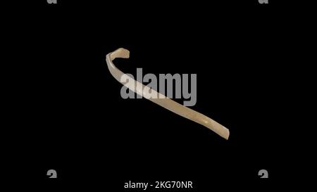 Lateral View of Right First Rib Stock Photo - Alamy
