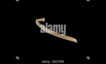 Lateral View of Right First Rib Stock Photo - Alamy