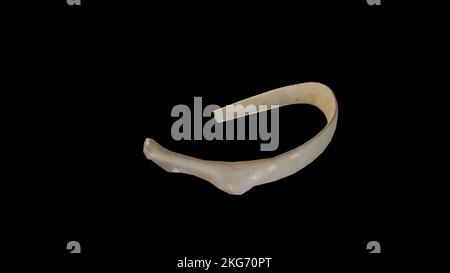 Posterior view of Right First Rib Stock Photo - Alamy