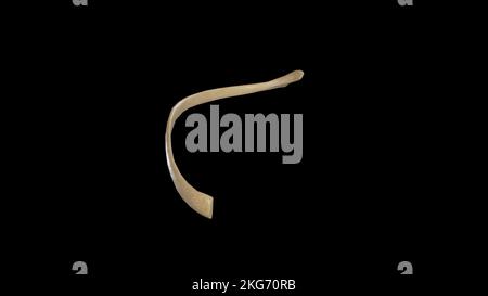 Anterior view of Right First Rib Stock Photo - Alamy