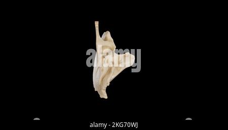Anterior view of Right Temporal Bone Stock Photo - Alamy