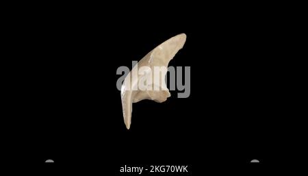 Posterior view of Right Zygomatic Bone Stock Photo - Alamy