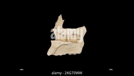 Posterior view of Right Maxilla Stock Photo - Alamy