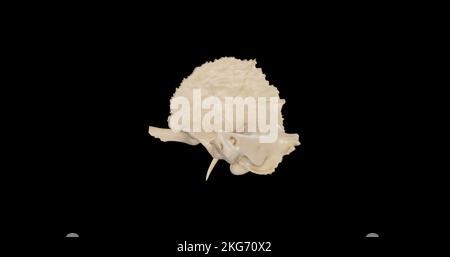 Anterior view of Right Temporal Bone Stock Photo - Alamy