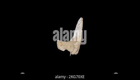 Right view of Right Temporal Bone Stock Photo - Alamy