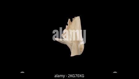 Posterior view of Right Temporal Bone Stock Photo - Alamy